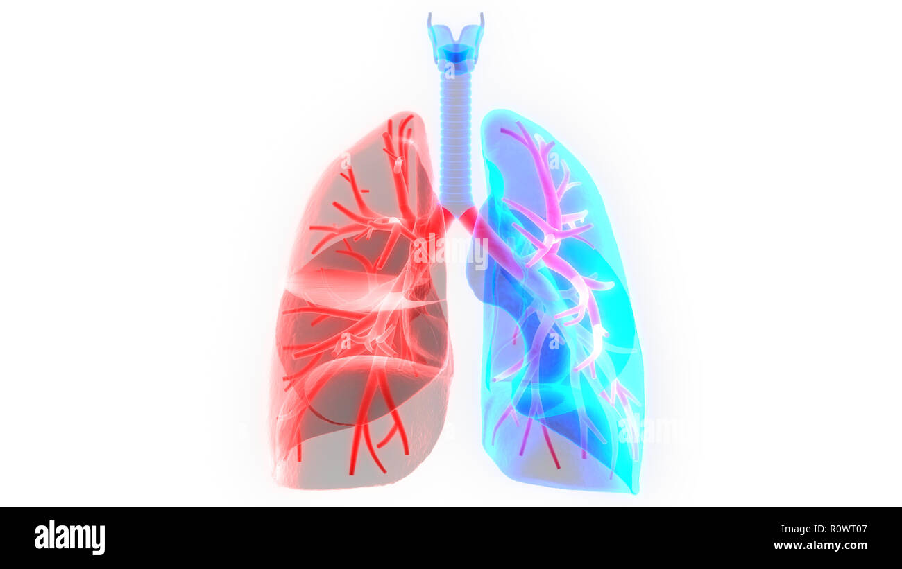 Menschliche Atmungssystem Lungen Anatomie Stockfotografie - Alamy