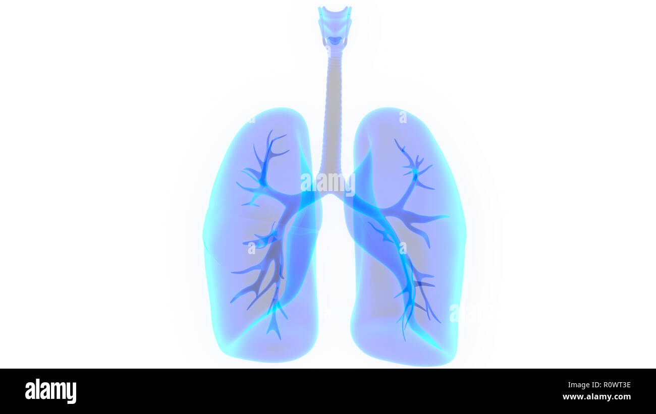 Menschliche Atmungssystem Lungen Anatomie Stockfotografie - Alamy