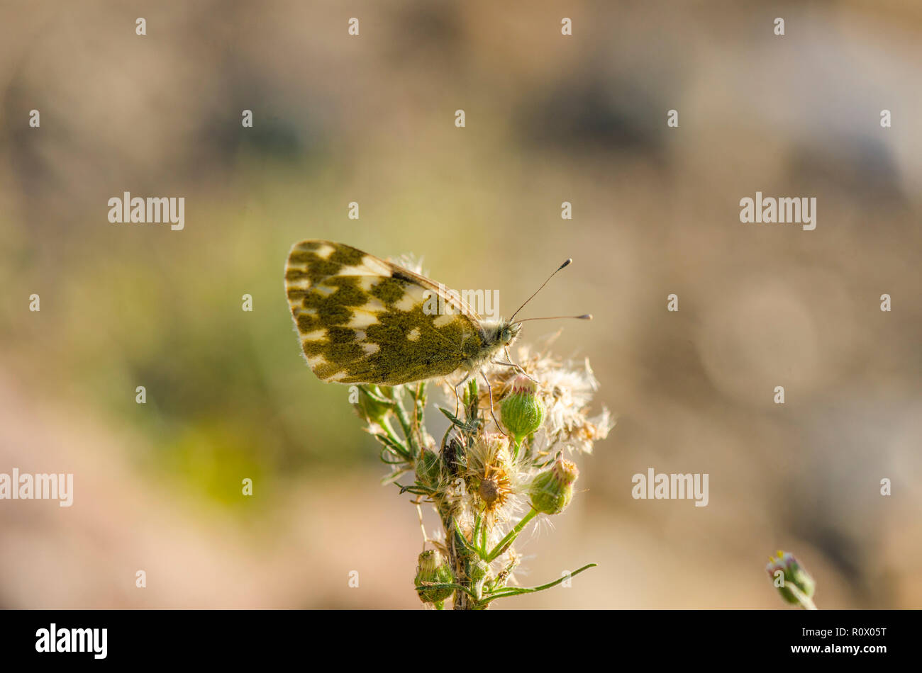 Pieris daplidice -Fotos und -Bildmaterial in hoher Auflösung – Alamy