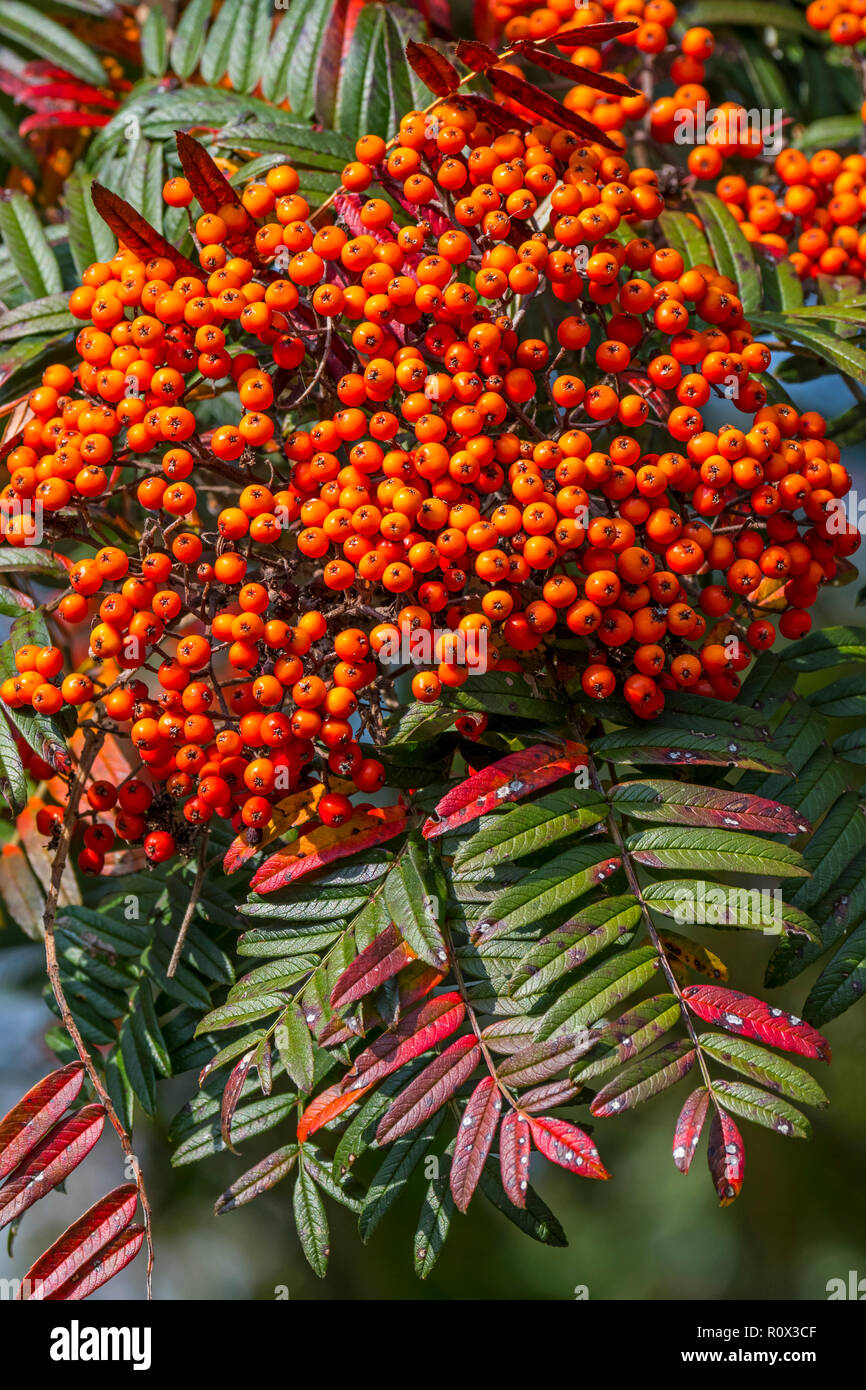 Sorbus scalaris, Arten von Rowan, beheimatet in westlichen Sichuan und ...