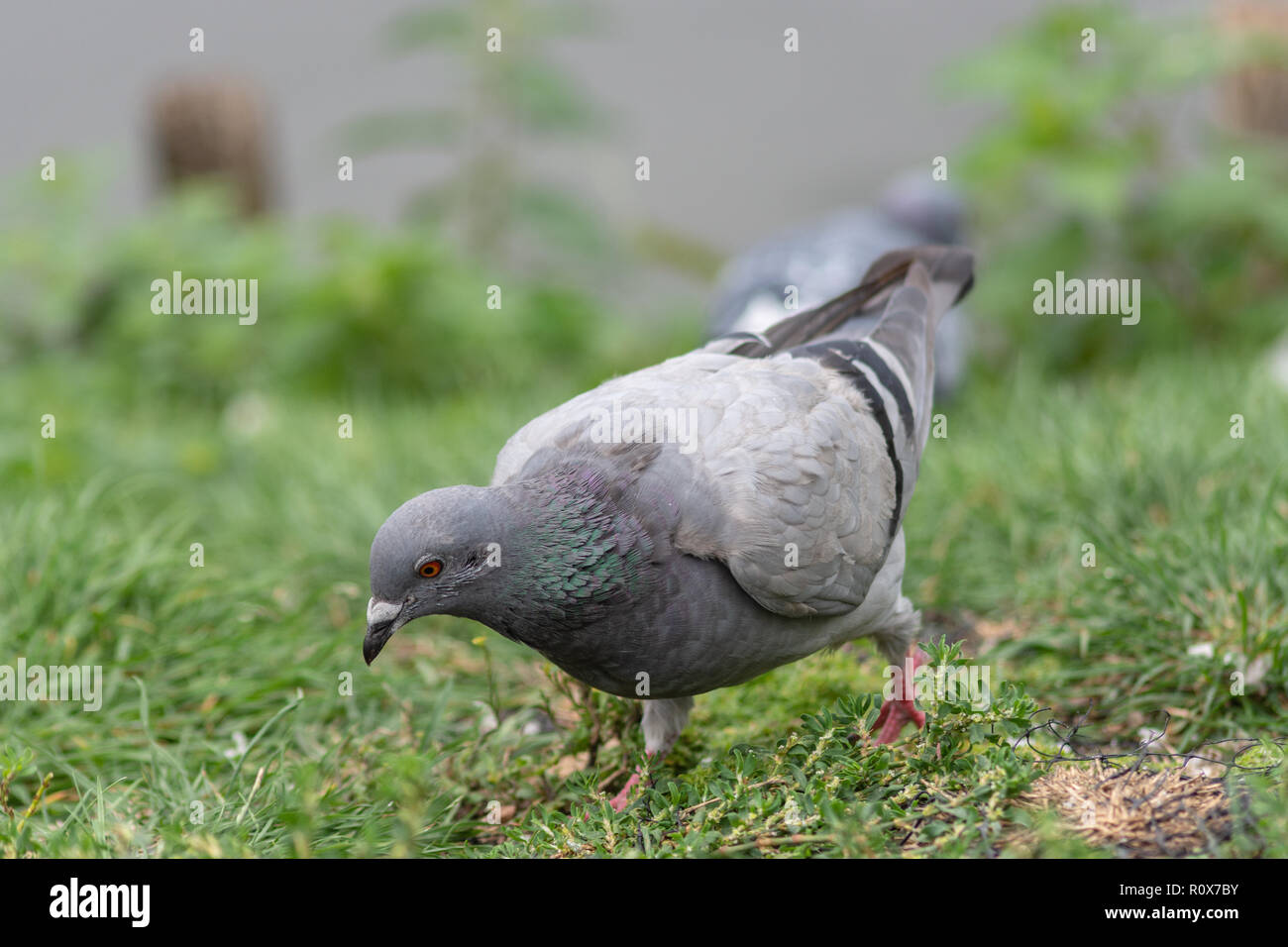Wilde felsentaube columba livia -Fotos und -Bildmaterial in hoher ...