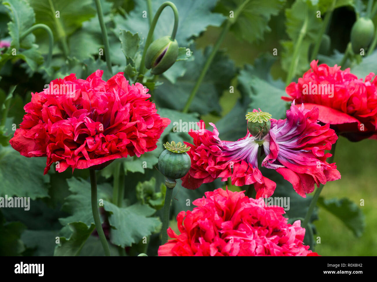 Mohn (Papaver somniferium). Peony - blühenden Mohn. Eine Vielzahl von ...