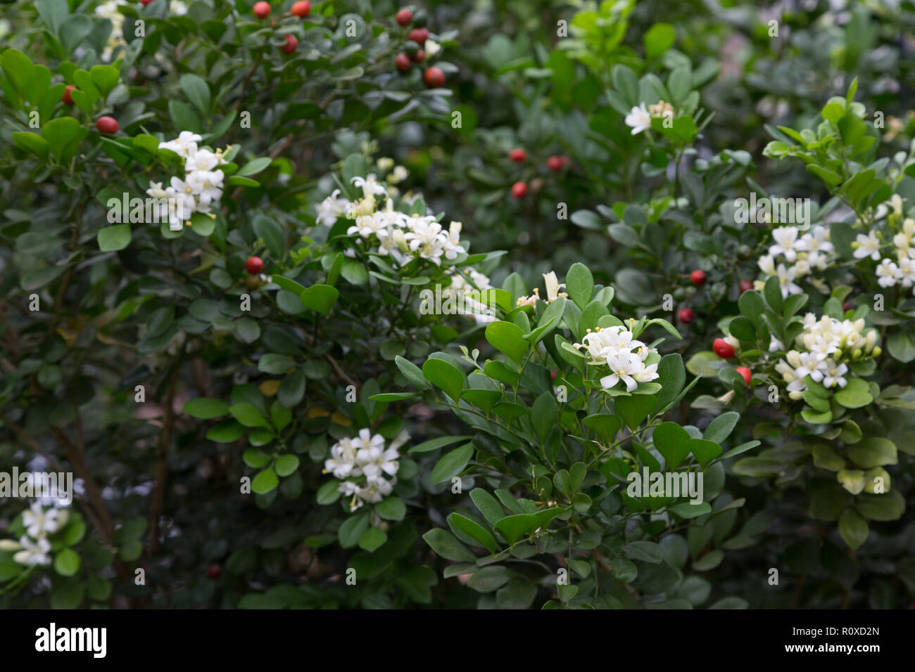 Jasmin orange (Murraya paniculata) kleine, weiße, duftende Blumen und ...