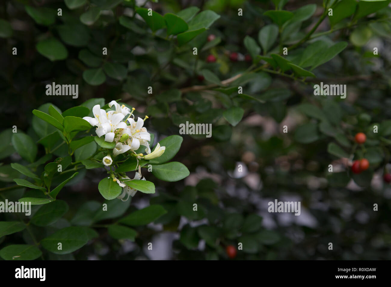 Jasmin orange (Murraya paniculata) kleine, weiße, duftende Blumen ...