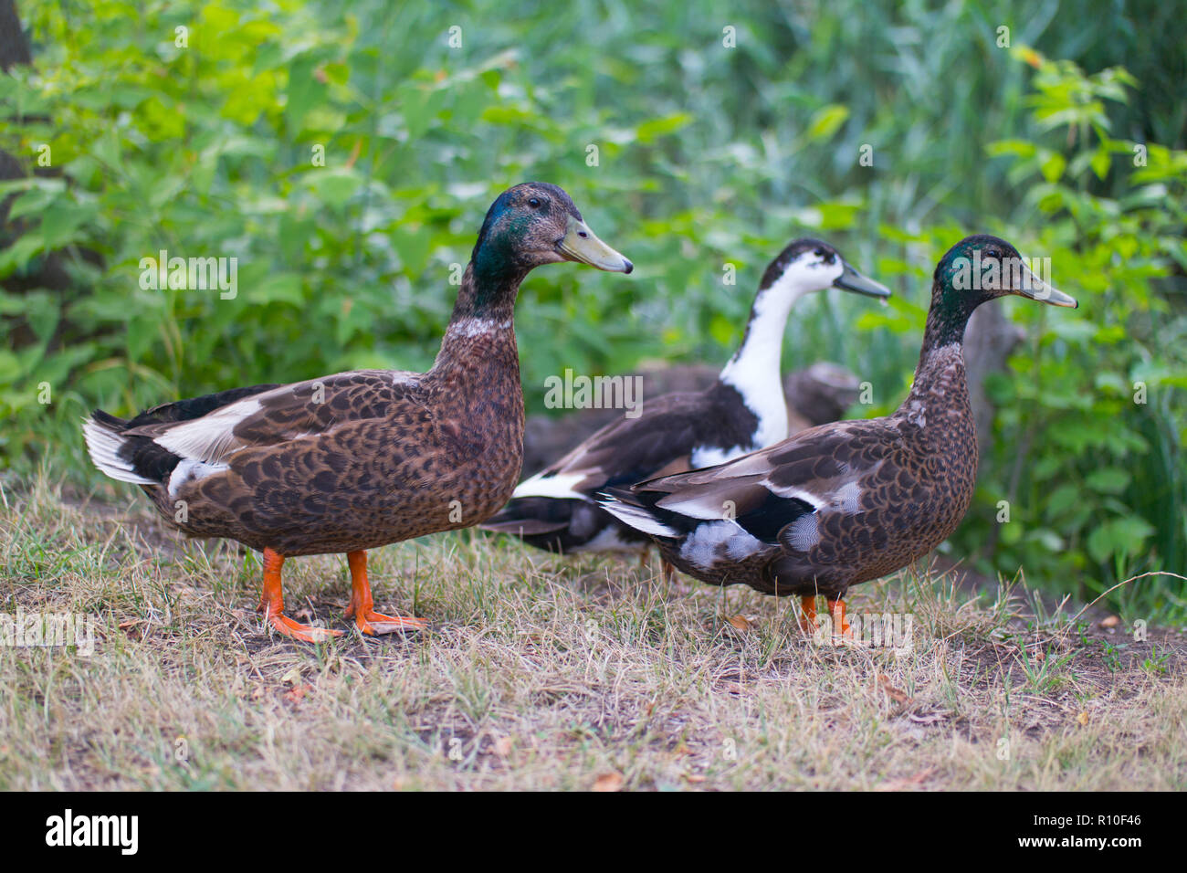 Enten wiesenvogel -Fotos und -Bildmaterial in hoher Auflösung – Alamy