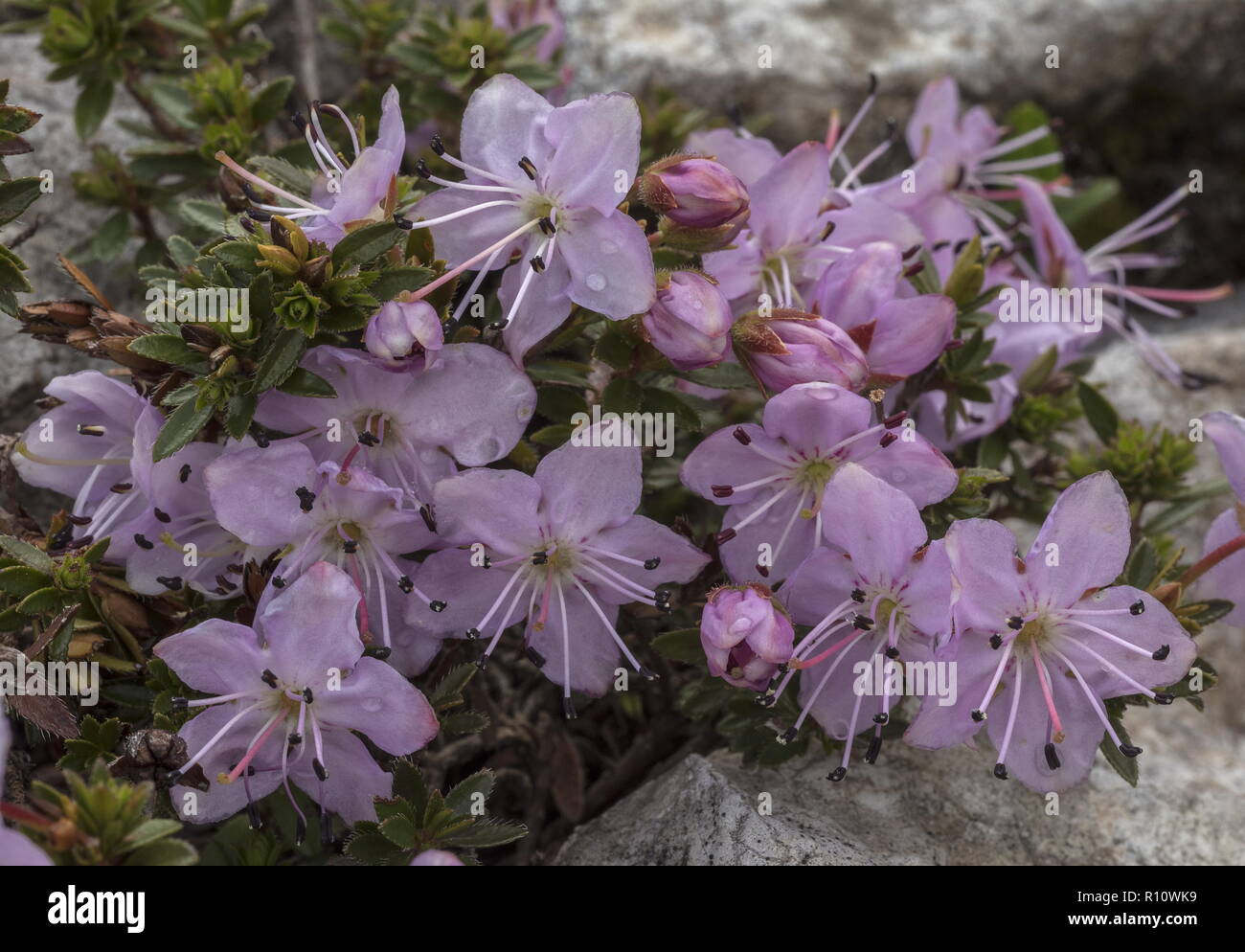 Alps shrub -Fotos und -Bildmaterial in hoher Auflösung – Alamy