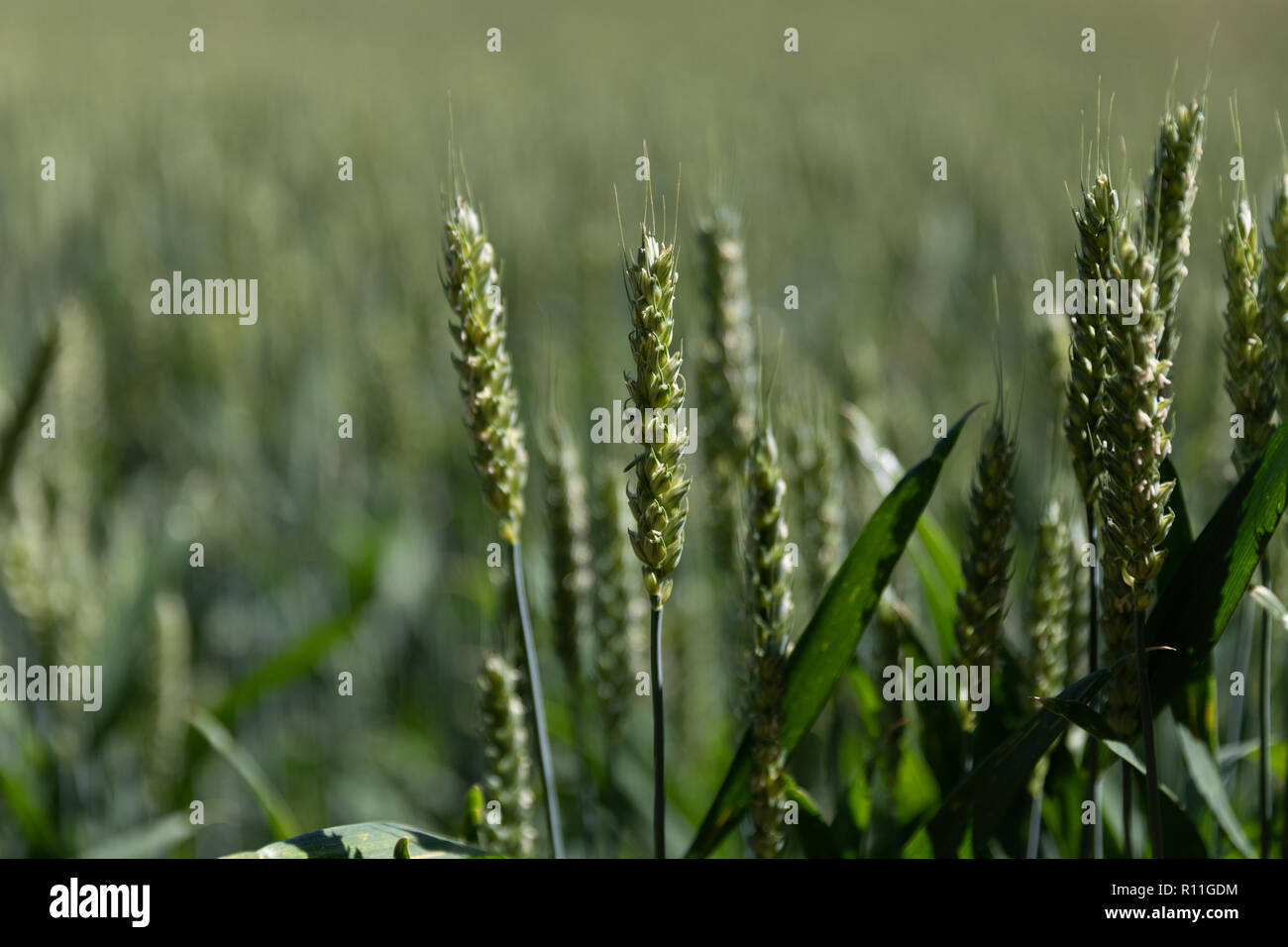 Ackerbau ackerbau anbauen anbauen anbau anbauen anbauen anbauen anbauen anbauen anbauen anbauen ...