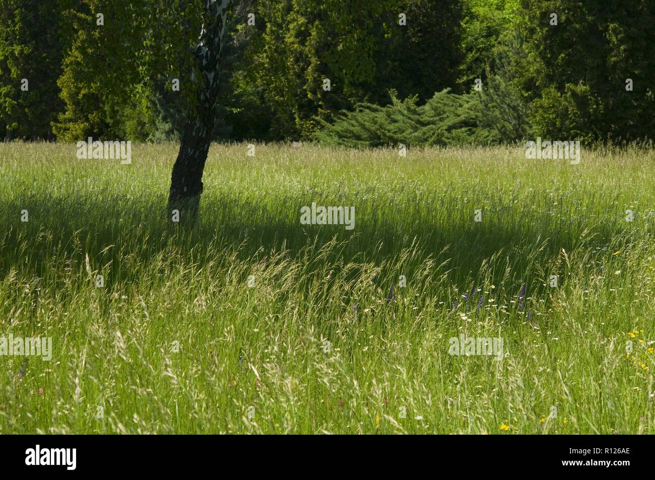 Schloss hetzendorf -Fotos und -Bildmaterial in hoher Auflösung – Alamy