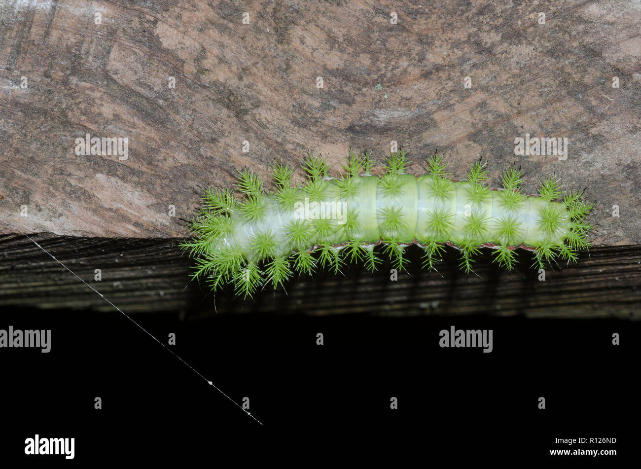 Automeris io raupe -Fotos und -Bildmaterial in hoher Auflösung – Alamy