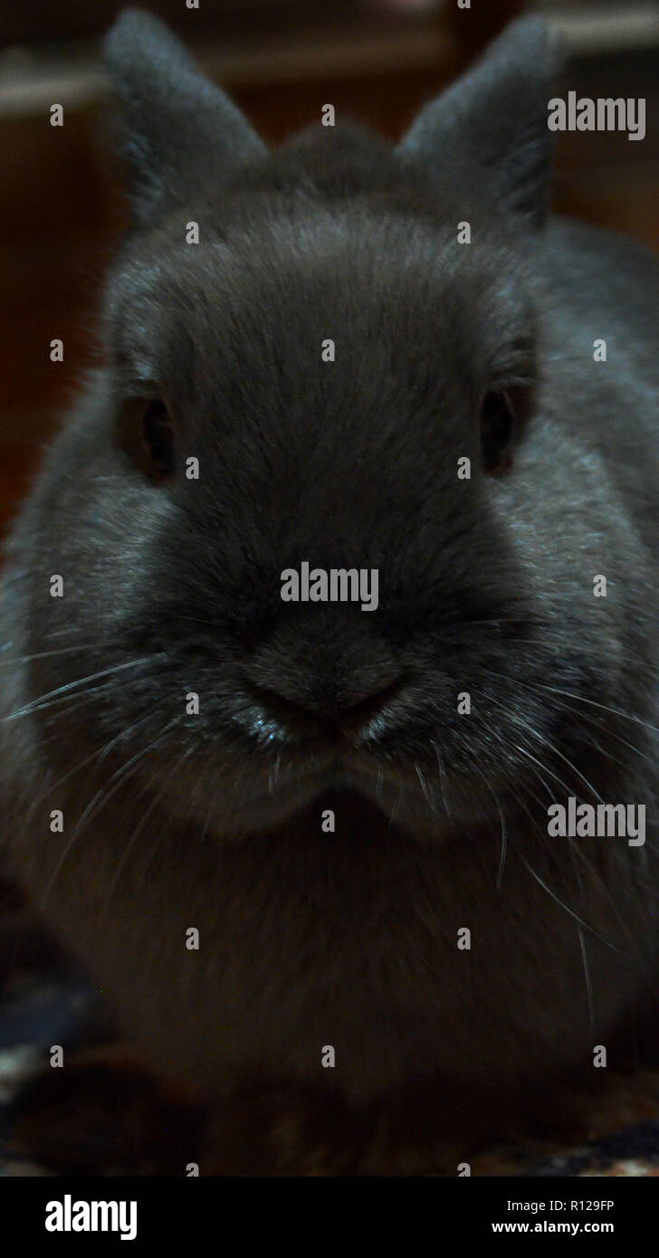 Pet bunny -Fotos und -Bildmaterial in hoher Auflösung – Alamy