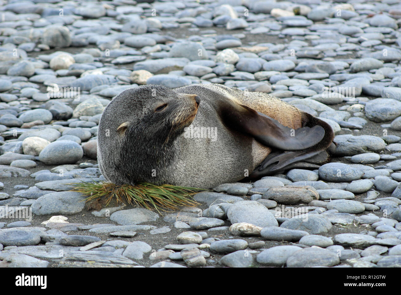 Ein kleines Baby seal Pup an einem Strand im Süden von Georgia im ...