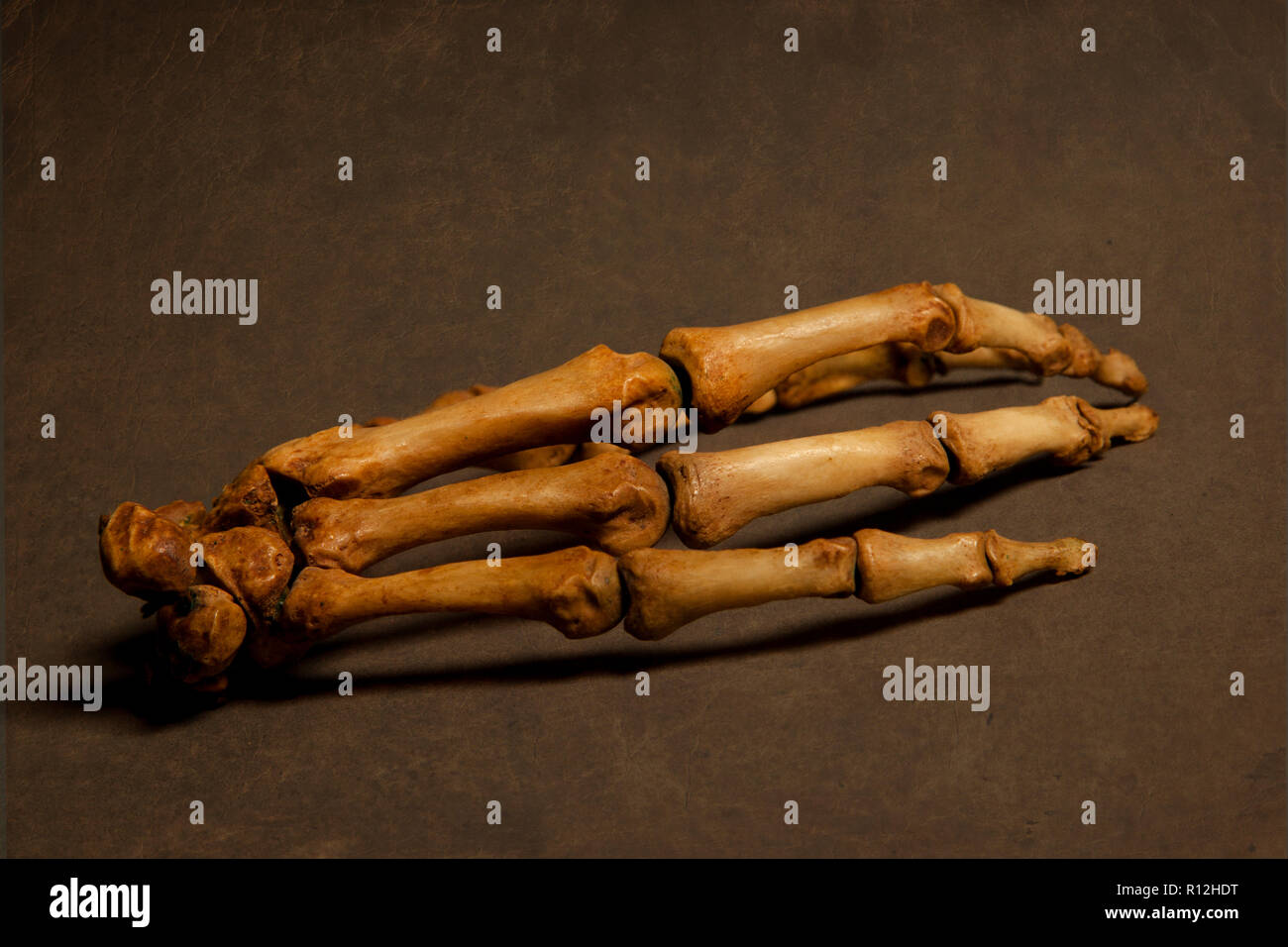 Hands skeleton -Fotos und -Bildmaterial in hoher Auflösung – Alamy