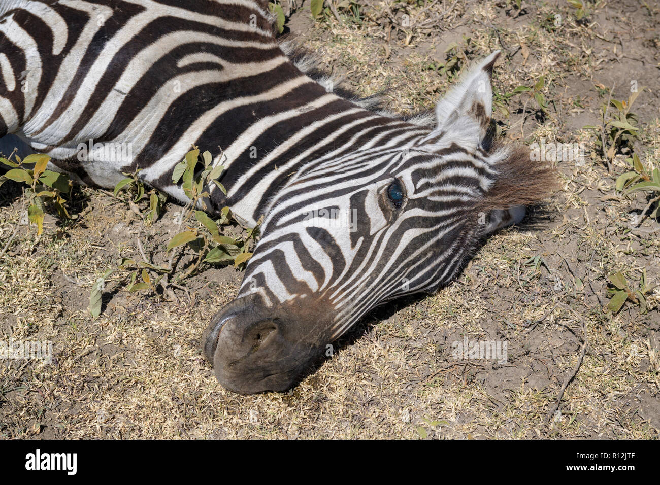Dead zebra -Fotos und -Bildmaterial in hoher Auflösung – Alamy