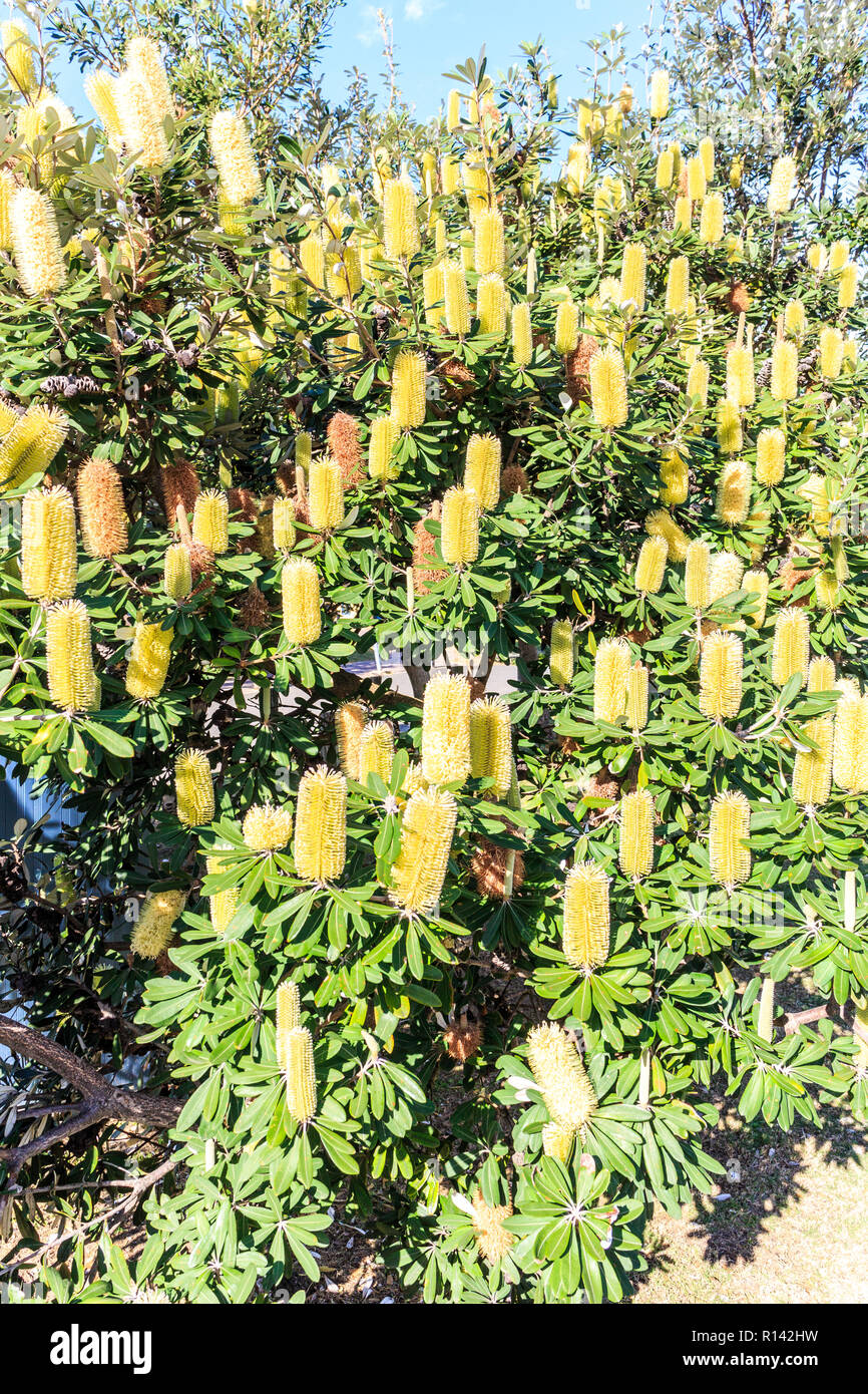 Banksia tree -Fotos und -Bildmaterial in hoher Auflösung – Alamy