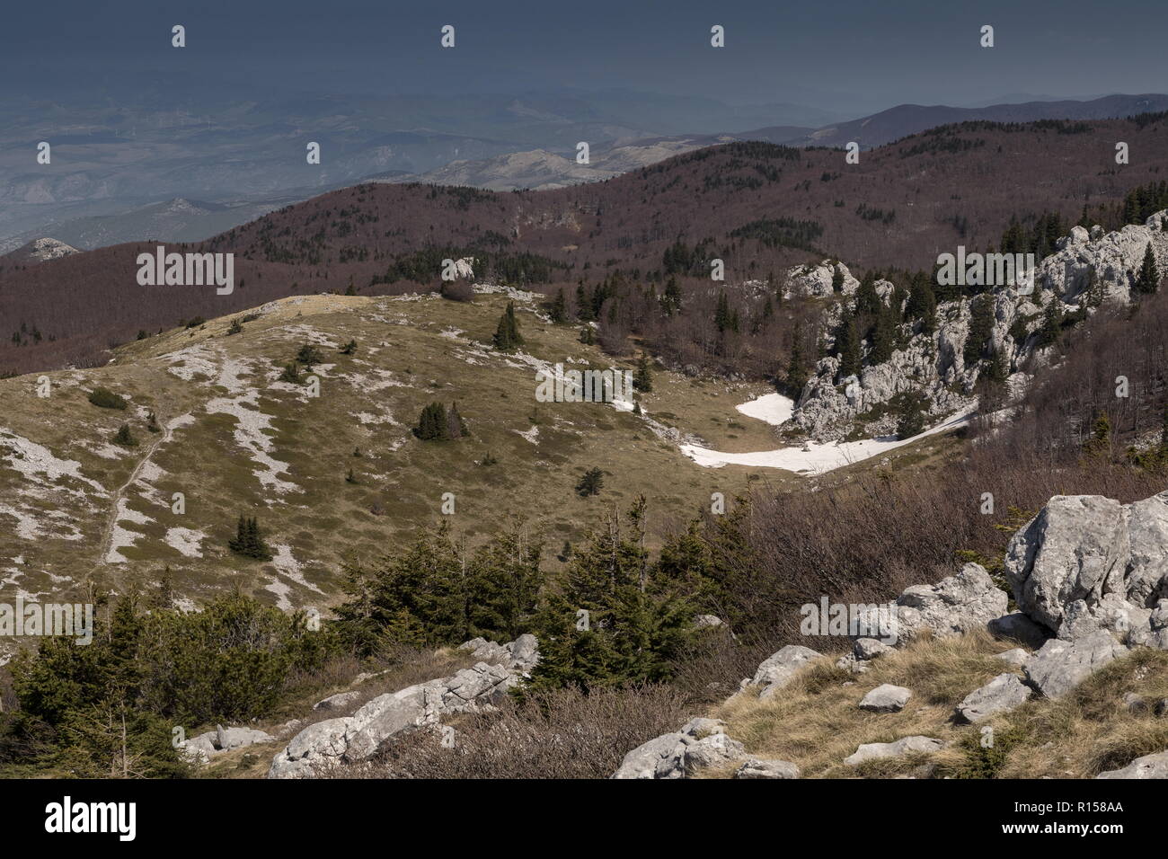 Zavizan balinovac velika kosa -Fotos und -Bildmaterial in hoher ...