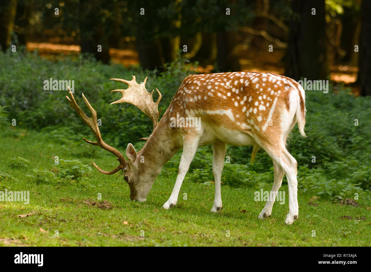 Cloven hoofed animals -Fotos und -Bildmaterial in hoher Auflösung – Alamy