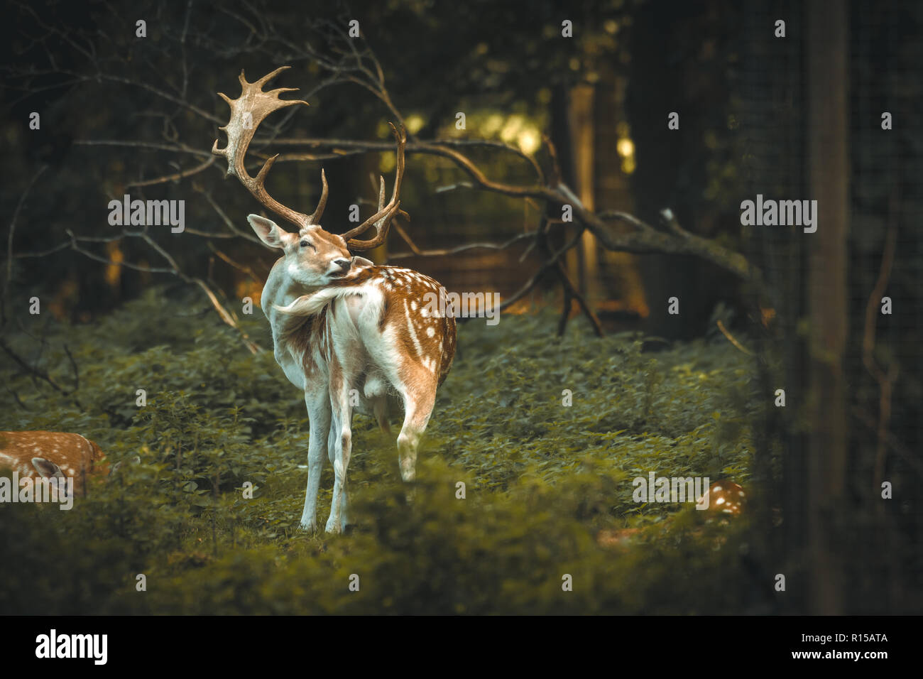 Cloven hoofed animals -Fotos und -Bildmaterial in hoher Auflösung – Alamy
