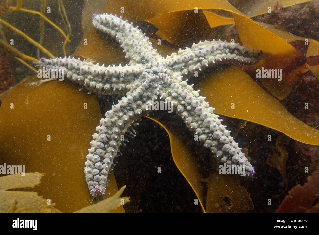 Seesterne im pool -Fotos und -Bildmaterial in hoher Auflösung – Alamy