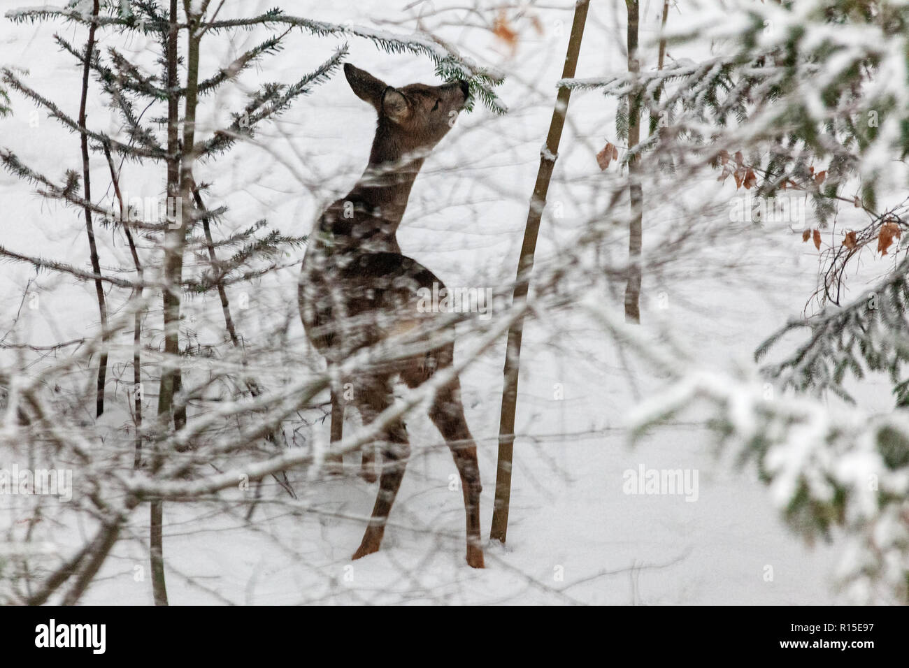 Tiere schnee spuren reh -Fotos und -Bildmaterial in hoher Auflösung – Alamy