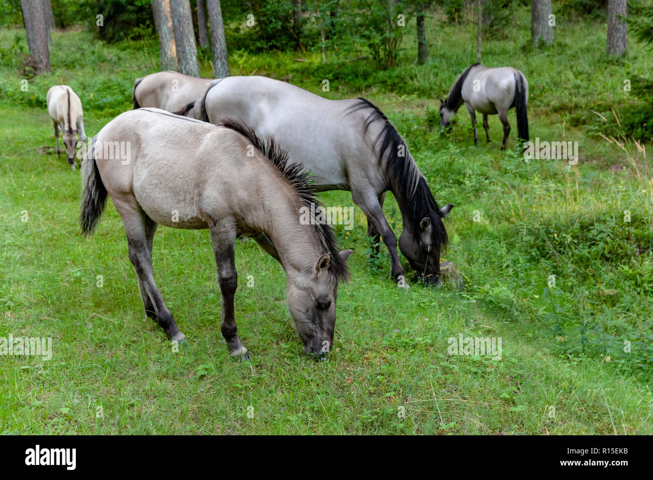 Polen pony -Fotos und -Bildmaterial in hoher Auflösung – Alamy