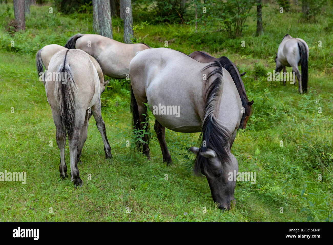 Weidende pferde -Fotos und -Bildmaterial in hoher Auflösung – Alamy