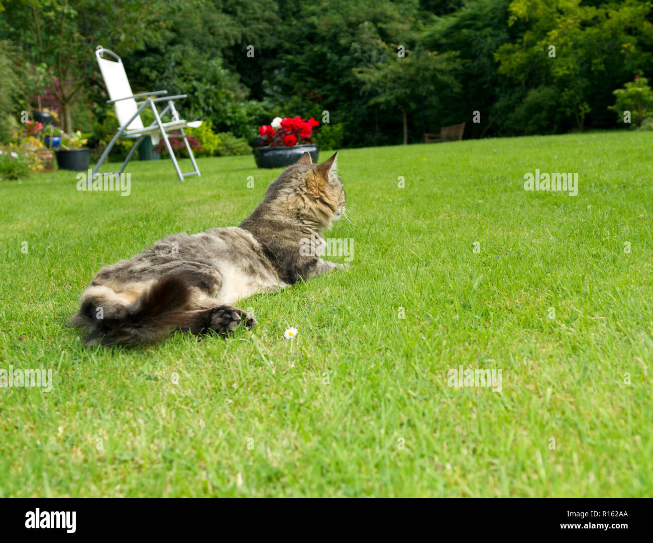 Eine Katze auf eine grüne Wiese mit Blumen und Liegestuhl im ...