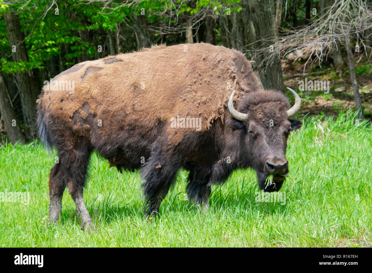 Cow bison -Fotos und -Bildmaterial in hoher Auflösung – Alamy