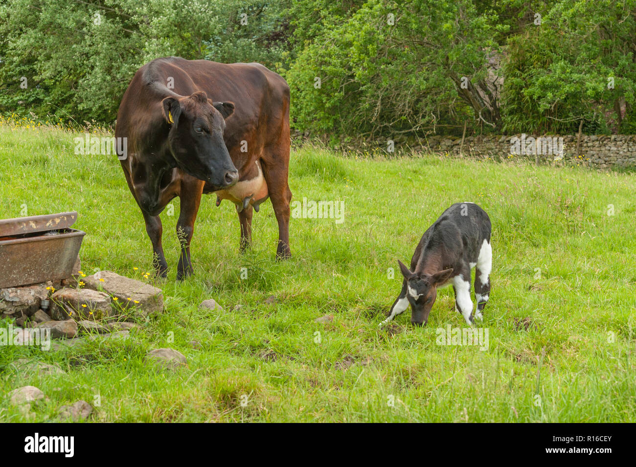 Neugeborenes Kalb Stockfotos und -bilder Kaufen - Alamy