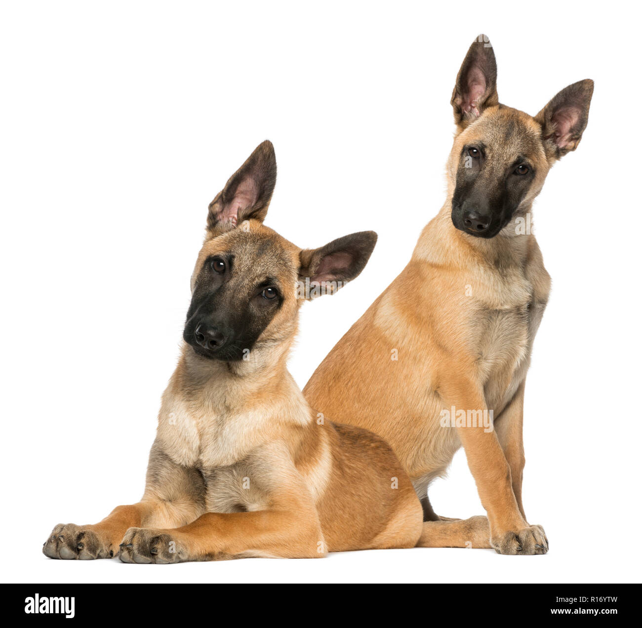Zwei junge Belgische Schäferhunde sitzend und liegend, 5 Monate alt ...