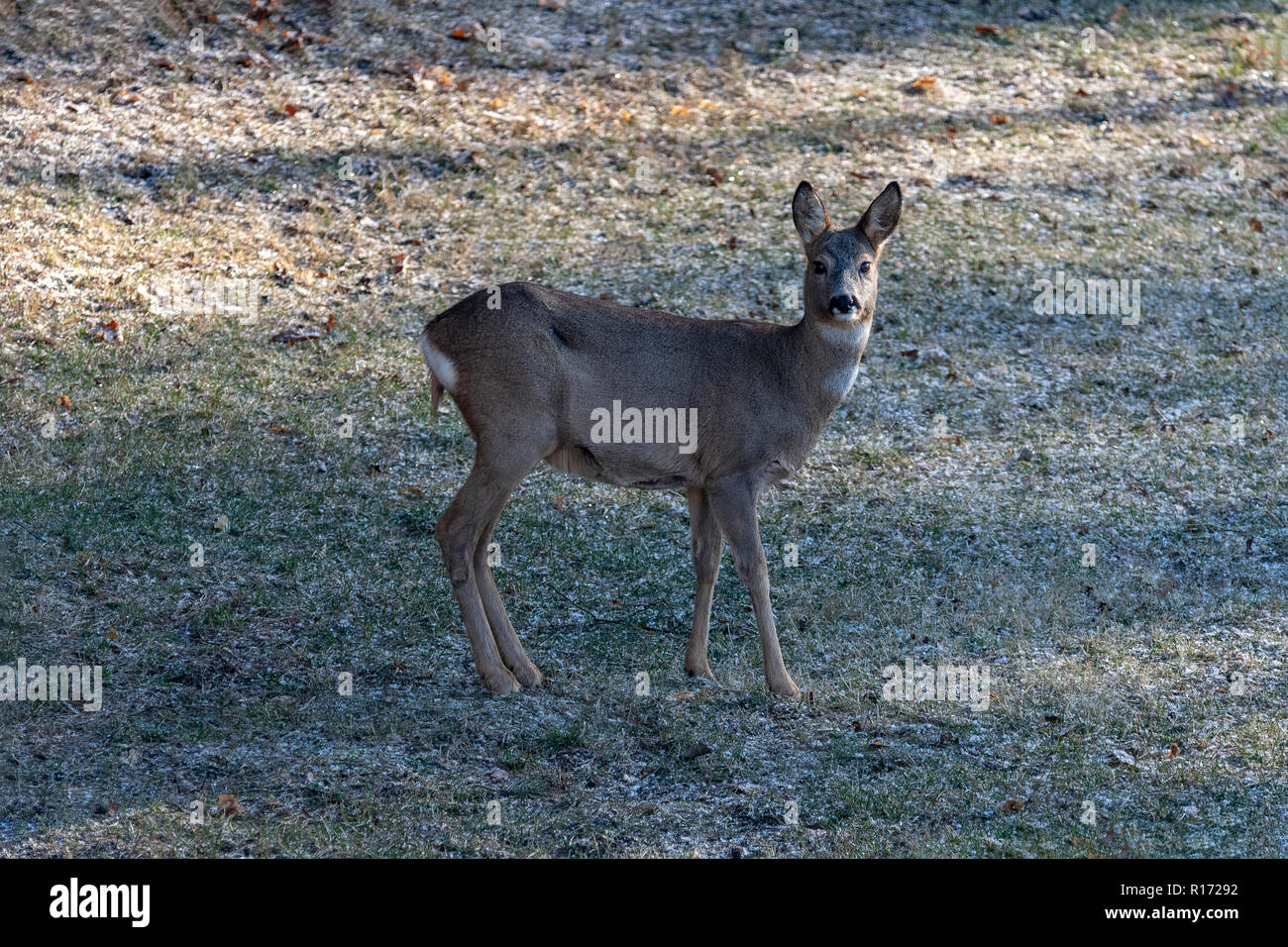 Tiere schnee spuren reh -Fotos und -Bildmaterial in hoher Auflösung – Alamy