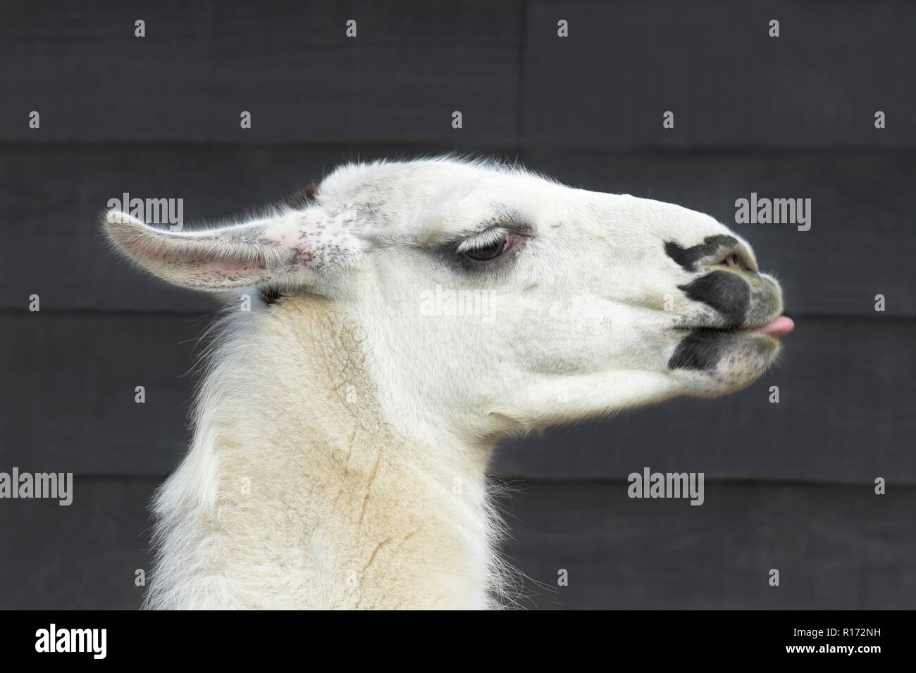 Close up Profil der ein Lama Gesicht seine Zunge herausziehen ...