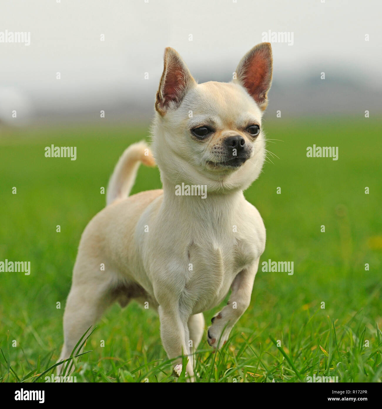 Stammbaum chihuahua -Fotos und -Bildmaterial in hoher Auflösung – Alamy