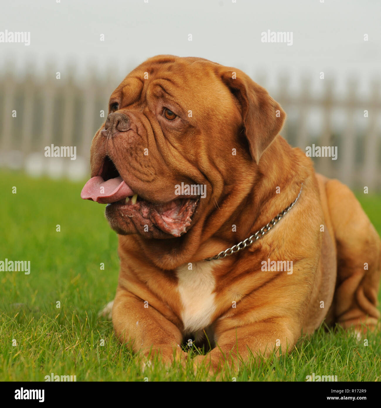 Dogue de bordeaux -Fotos und -Bildmaterial in hoher Auflösung – Alamy