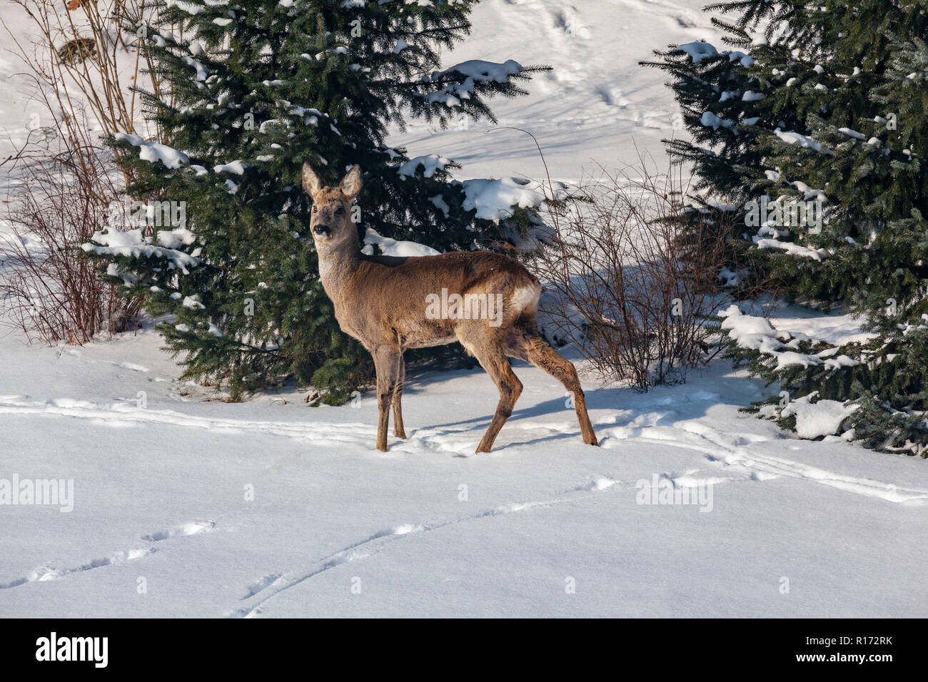 Tiere schnee spuren reh -Fotos und -Bildmaterial in hoher Auflösung – Alamy