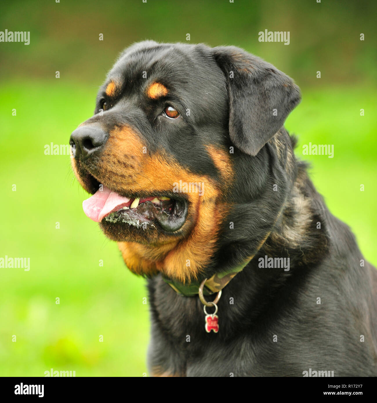 Rottweiler garten -Fotos und -Bildmaterial in hoher Auflösung – Alamy
