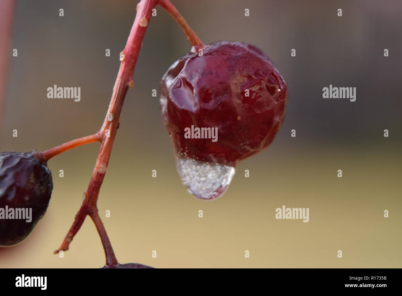 Makro makro -Fotos und -Bildmaterial in hoher Auflösung – Alamy
