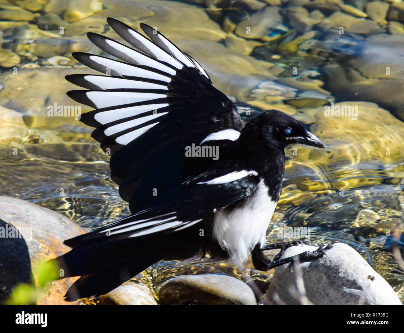 Elster auf einem ast -Fotos und -Bildmaterial in hoher Auflösung – Alamy