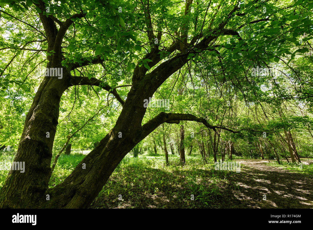 Gemäßigtes klima -Fotos und -Bildmaterial in hoher Auflösung – Alamy