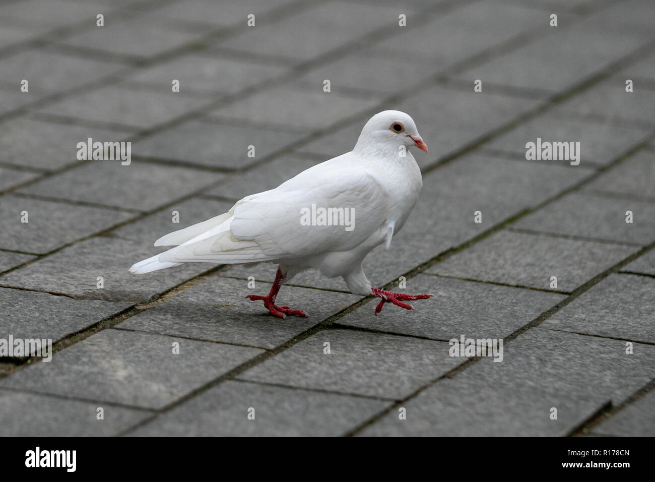 Albino taube -Fotos und -Bildmaterial in hoher Auflösung – Alamy