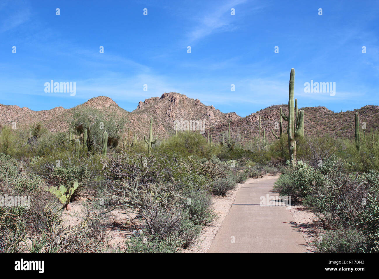 Wüste Landschaft gefüllt mit Saguaro Kakteen, kreosot Büsche, Prickly ...