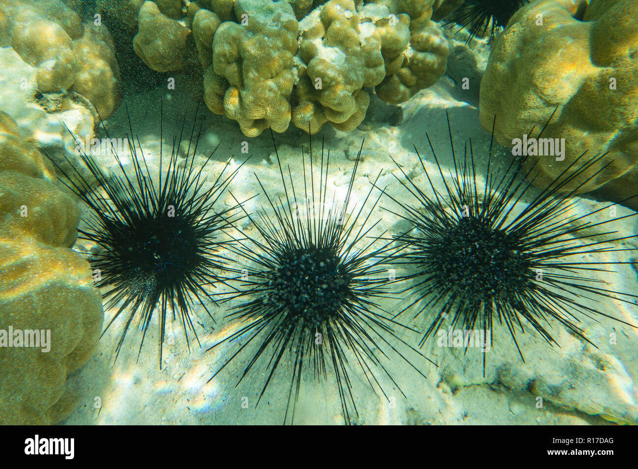 Seeigel unter wasser -Fotos und -Bildmaterial in hoher Auflösung – Alamy