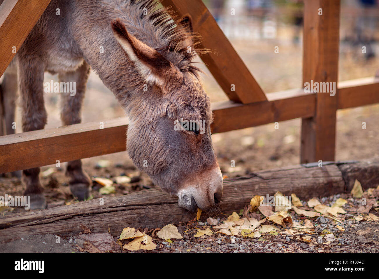 Freundlicher Esel und Pferd Stockfotos und -bilder Kaufen - Alamy