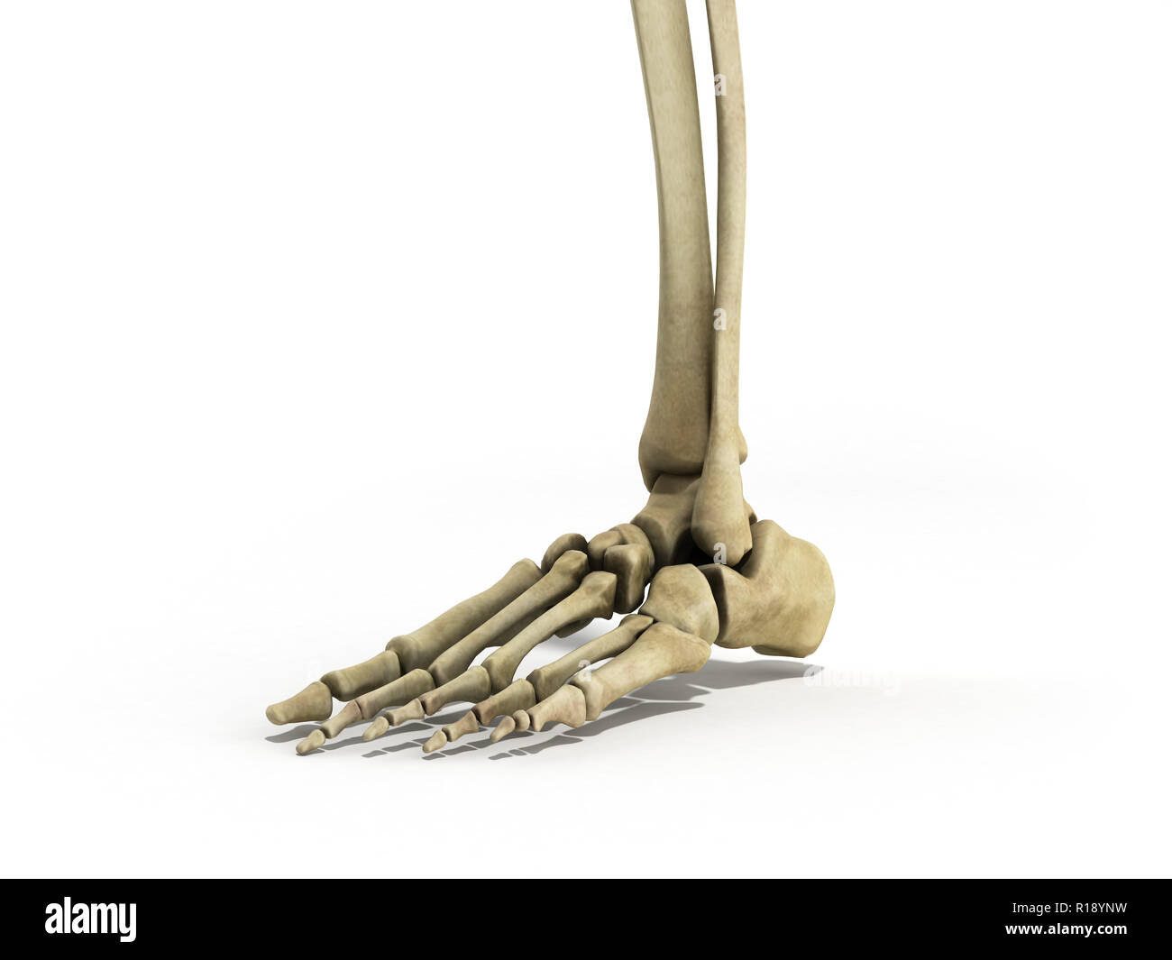 Ligaments human foot illustration -Fotos und -Bildmaterial in hoher ...