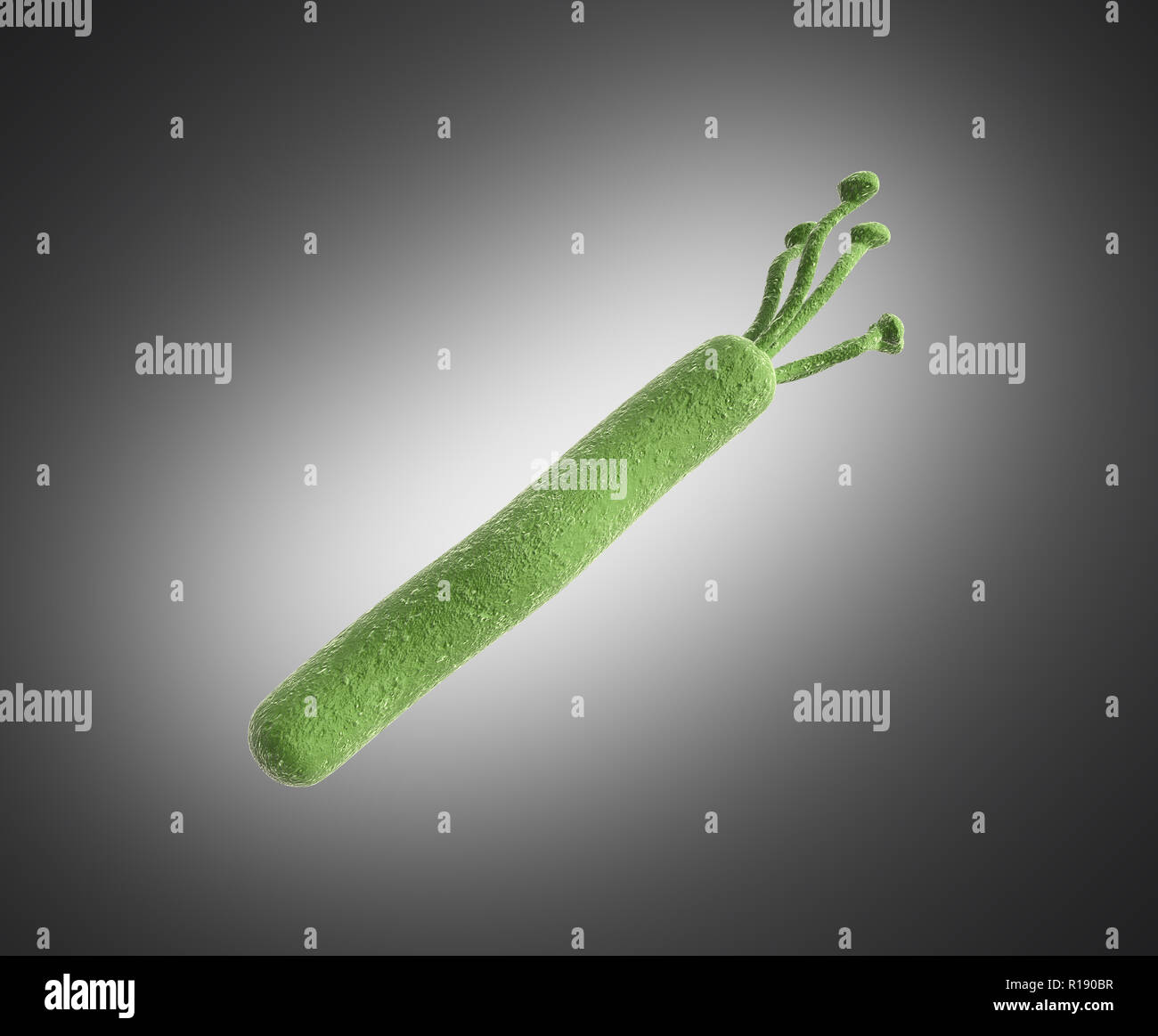 Helicobacter pylori microscope -Fotos und -Bildmaterial in hoher ...