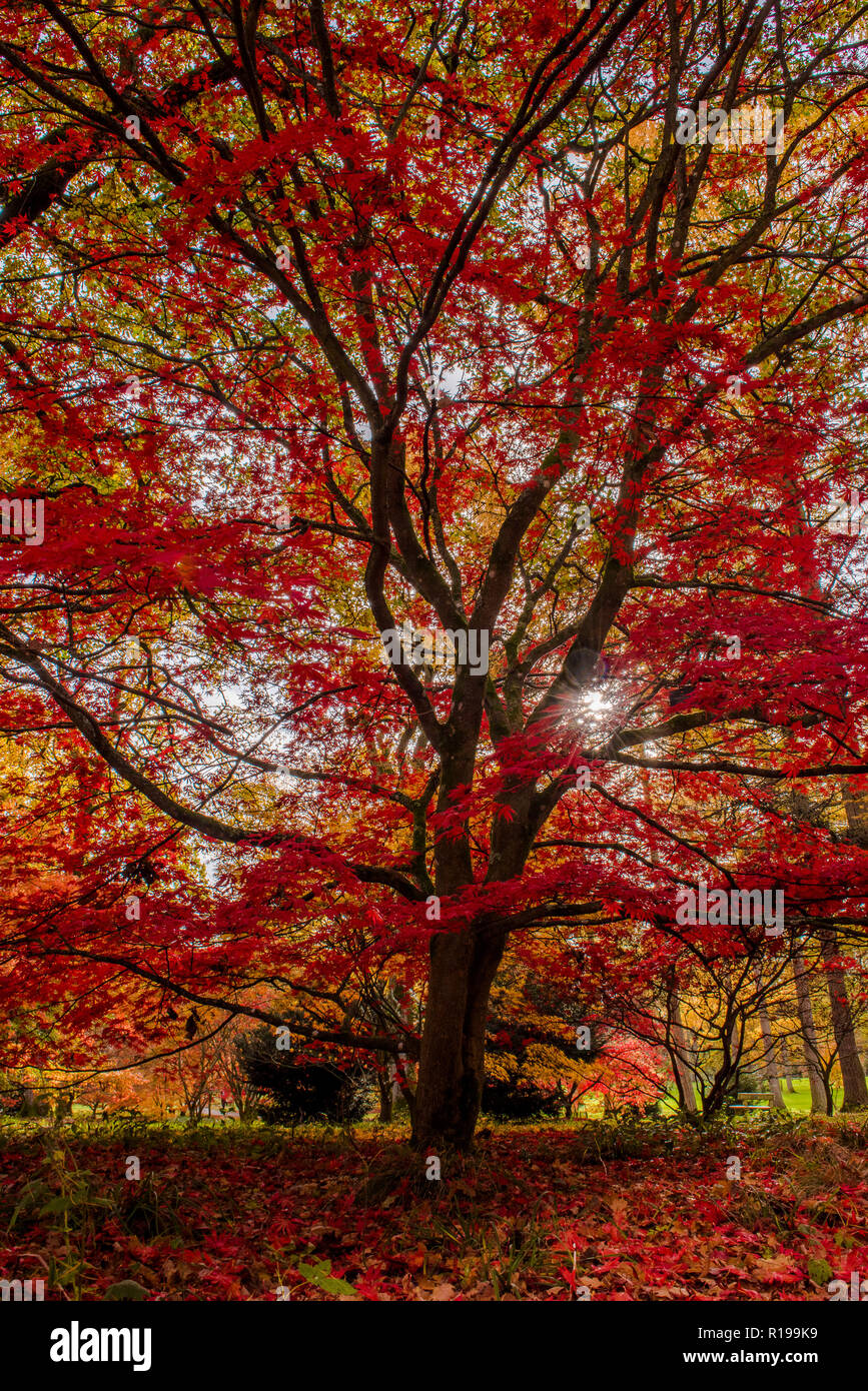 Stilvolle Baum Schone Herbstfarbung Fotos