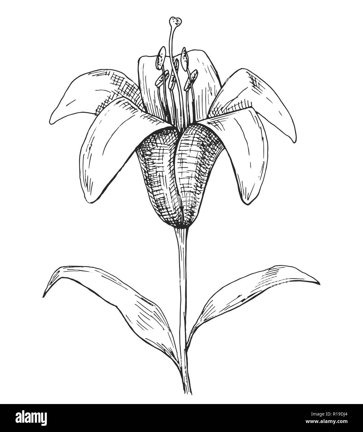 Skizze der Blumen. Lily isoliert auf weißem Hintergrund. Vector ...