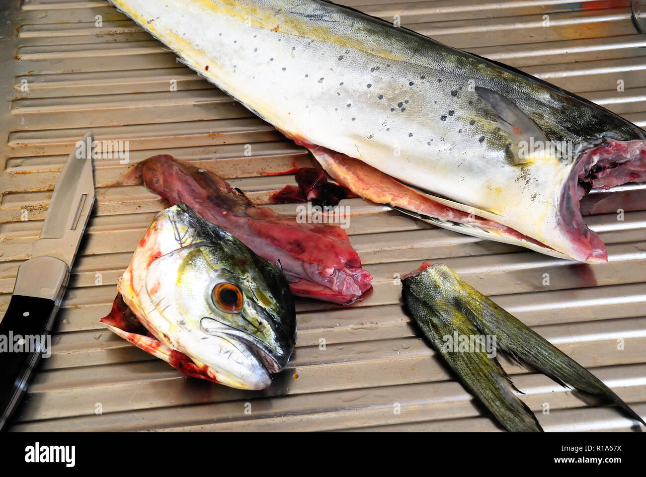 Gehackte mahi mahi -Fotos und -Bildmaterial in hoher Auflösung – Alamy