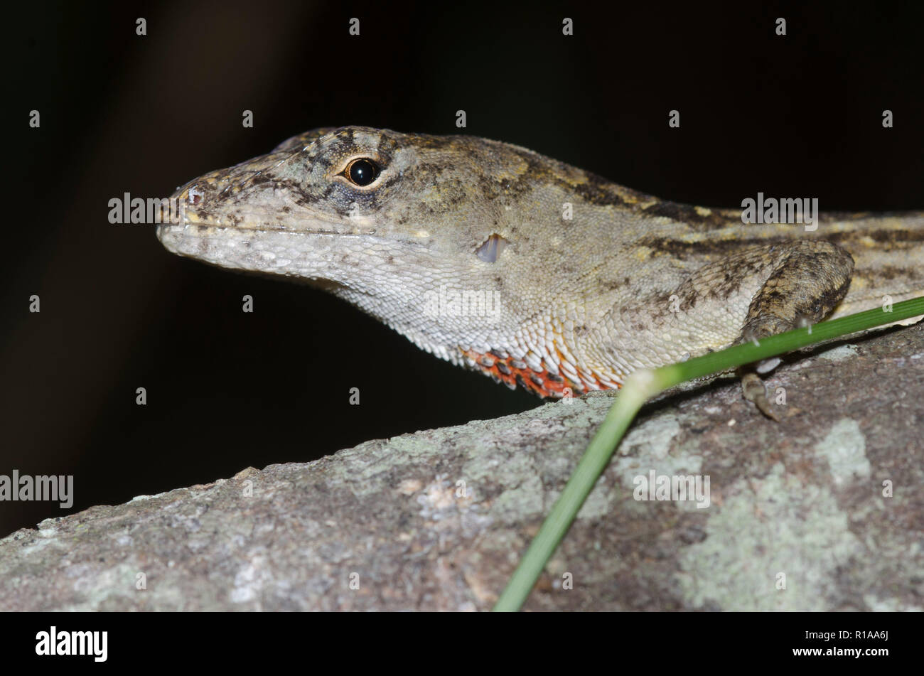 Brown anole lizard -Fotos und -Bildmaterial in hoher Auflösung – Alamy