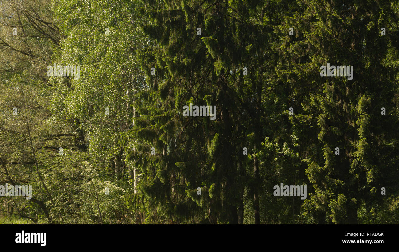 Buschiger wald -Fotos und -Bildmaterial in hoher Auflösung – Alamy