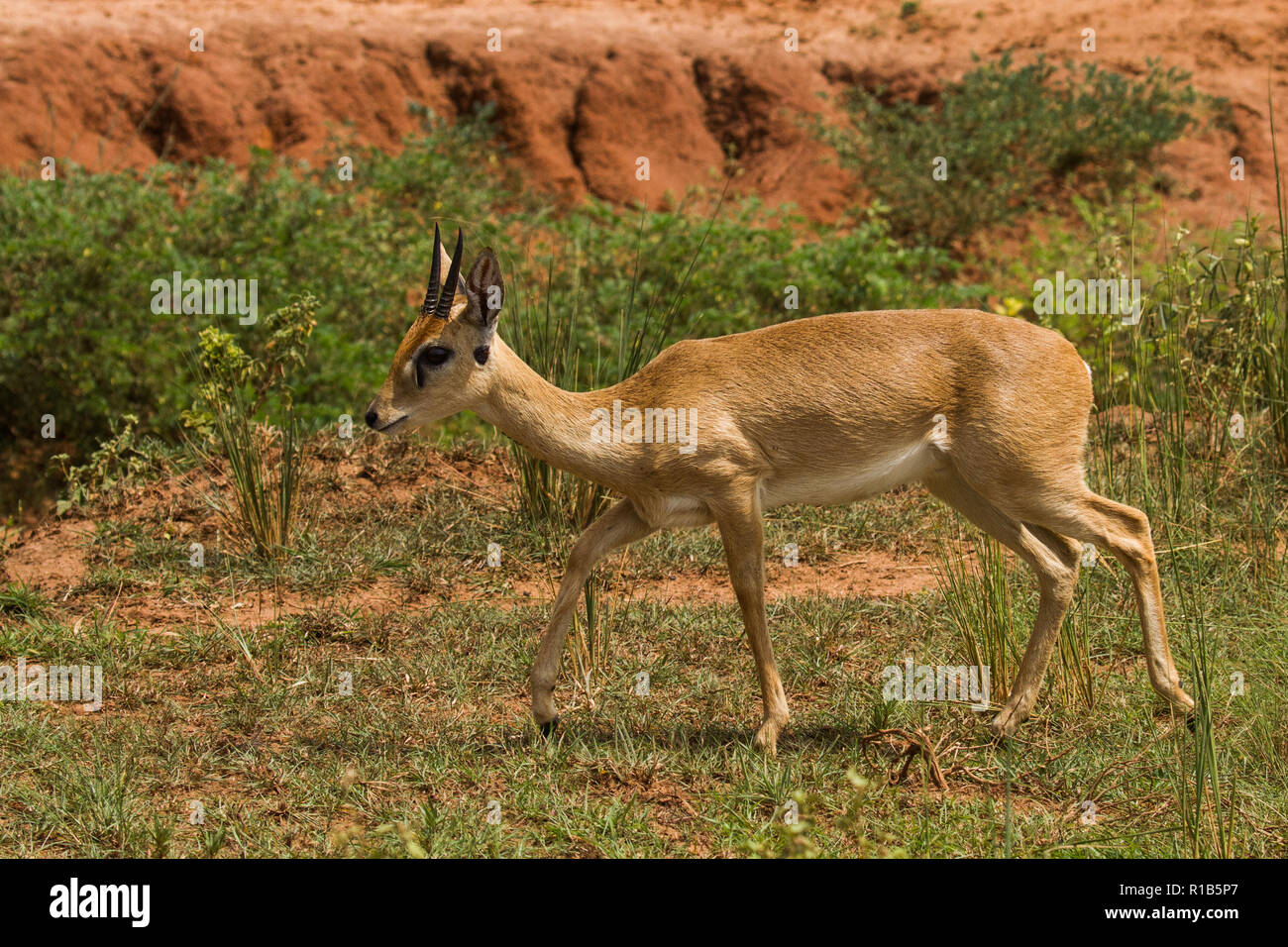 Oribi tier -Fotos und -Bildmaterial in hoher Auflösung – Alamy